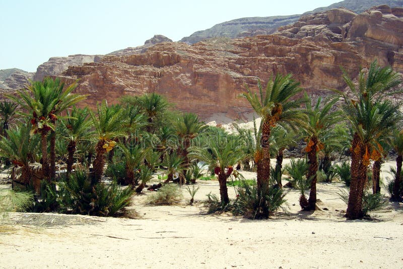 Egyptian oasis stock photo. Image of sahara, palms, travel - 35906680