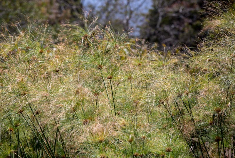 Egyptian Papyrus (Cyperus Papyrus L.) in Garden. Stock Image - Image of ...