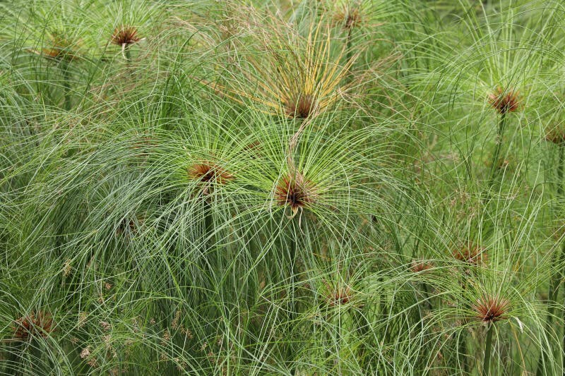 Egyptian Papyrus Group in Sunlight Stock Photo - Image of sunlight ...