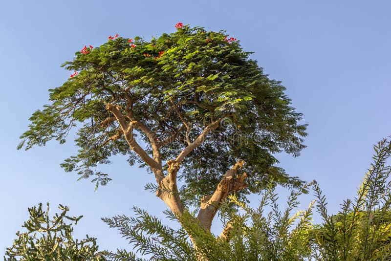 Egyptian Tree with Red Flowers Stock Image - Image of organic, trunk ...