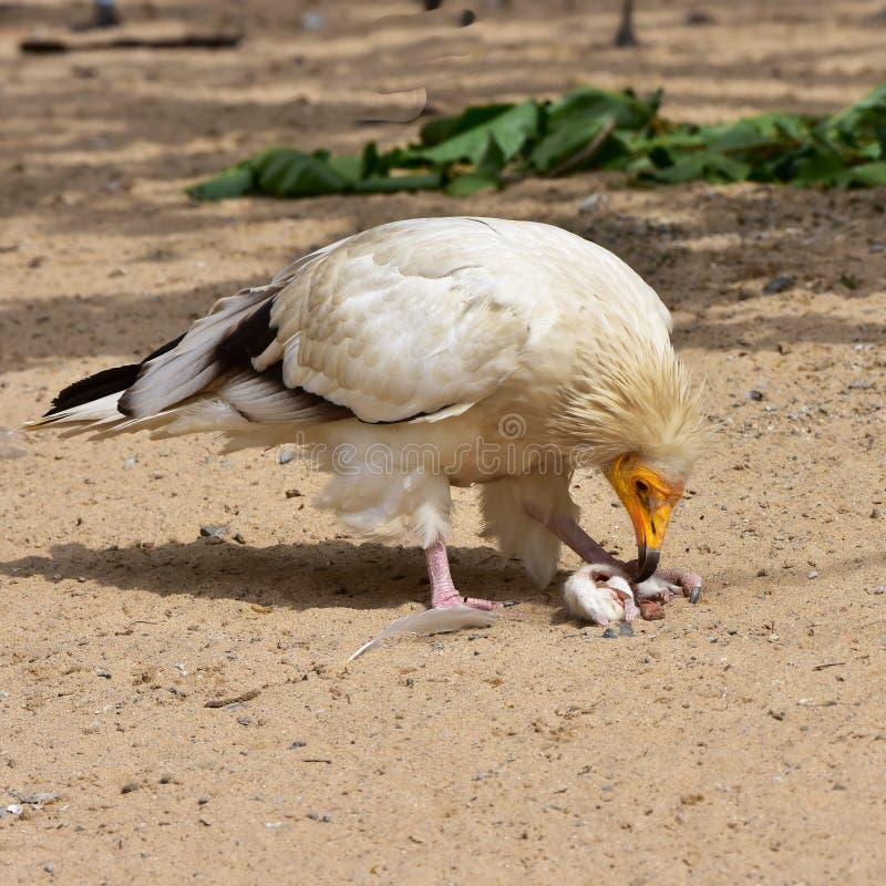 Egyptian vulture stock image. Image of animal, predator - 102232845