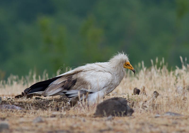 Egyptian Vulture (Neophron Percnopterus) Stock Photo - Image of ...