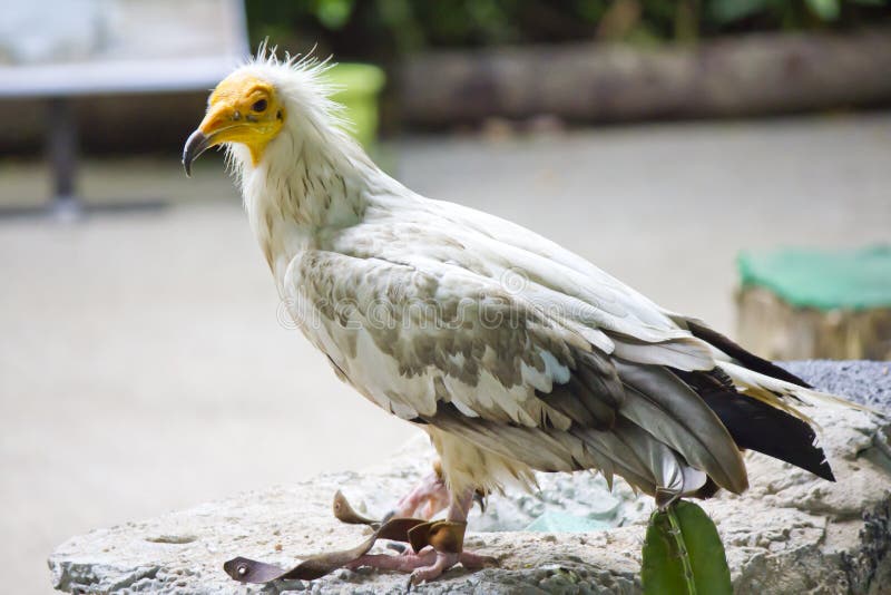 Egyptian Vulture, Neophron Percnopterus Stock Photo - Image of wild ...