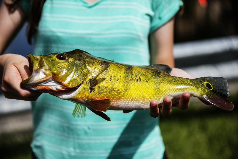 Pawi bas obraz stock. Obraz złożonej z komarnica, ryba - 141552827
