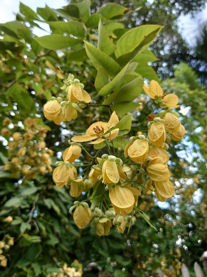 Ehela Tree Stock Photos - Free & Royalty-Free Stock Photos from Dreamstime