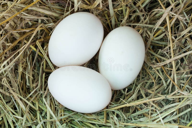 Ei van eend stock foto. Image of ingrediënt, eend, schoon - 41739228