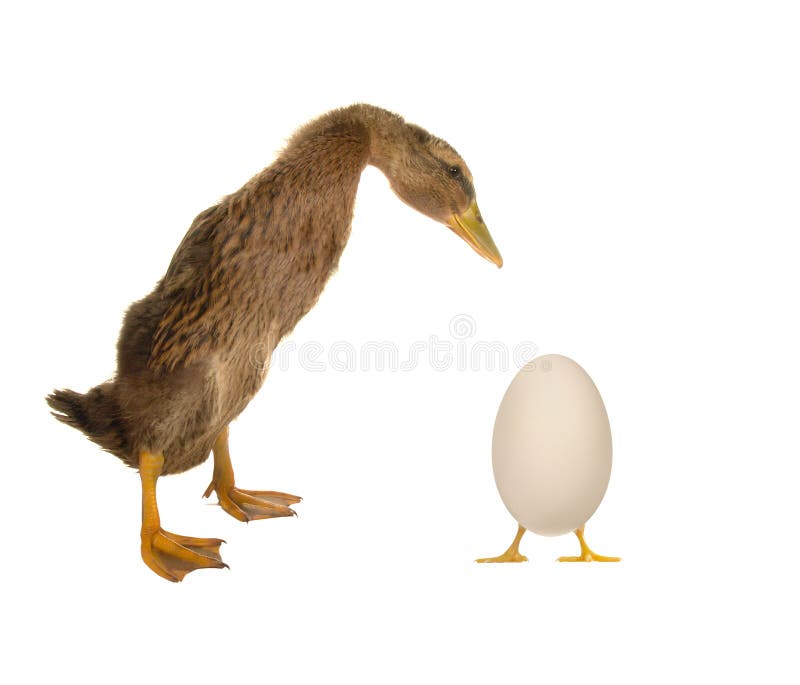 Ei und Ente stockfoto. Bild von landwirtschaft, interessieren - 17154846