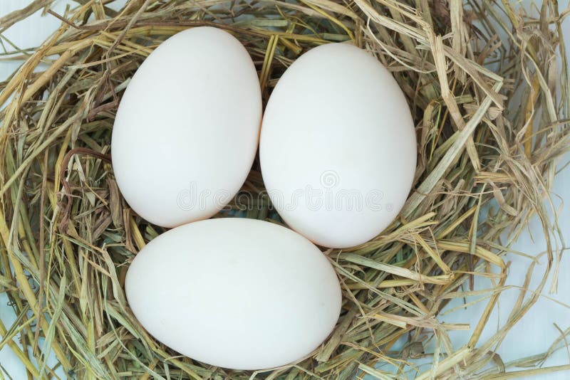 Ei van eend stock foto. Image of ingrediënt, eend, schoon - 41739228
