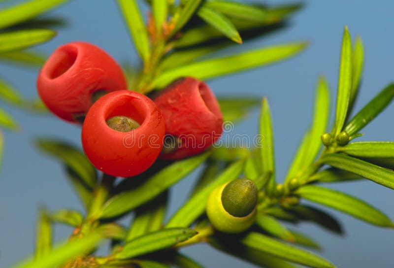 Eibenbaum, Taxus baccata stockbild. Bild von baum, pflanzen - 34368779