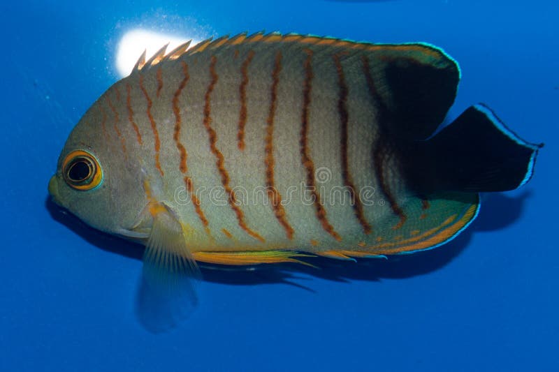 Eibl Stock Photos - Free & Royalty-Free Stock Photos from Dreamstime