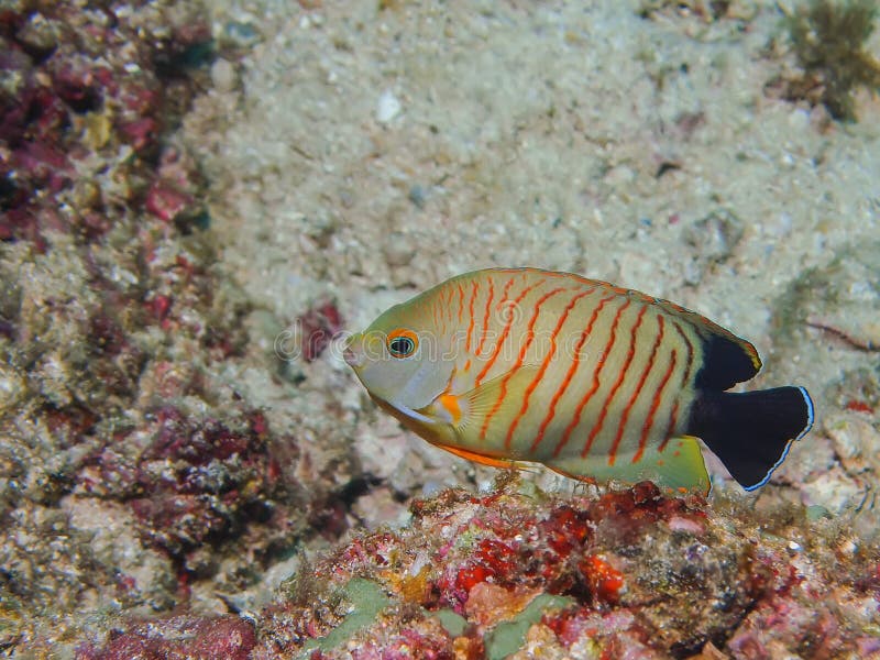 El Pigmeo O El Argi Angelfish Cherub Centropyge Imagen de archivo ...