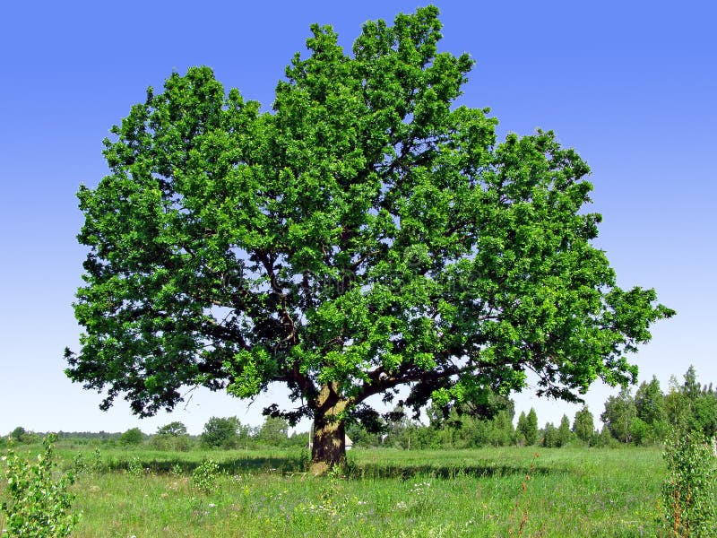 Einzelner Junger Eichenbaum Stockfoto - Bild von zweig, vollkommen: 4939354