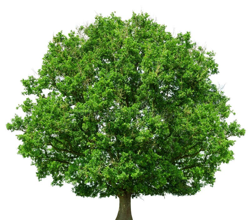 Eichenbaum stockfoto. Bild von nachricht, zweig, laub - 7507678