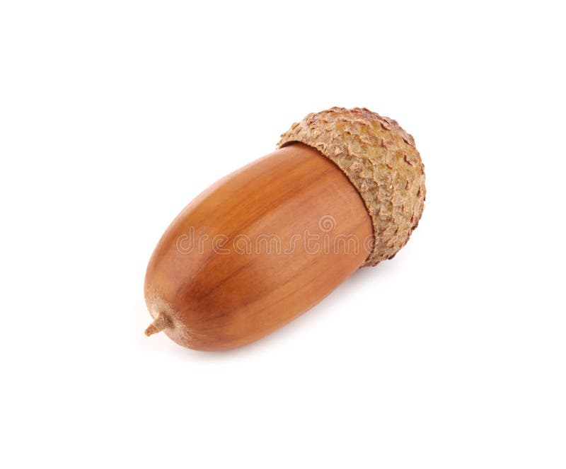 29,647 Eichel Fotos - Kostenlose und Royalty-Free Stock-Fotos von ...