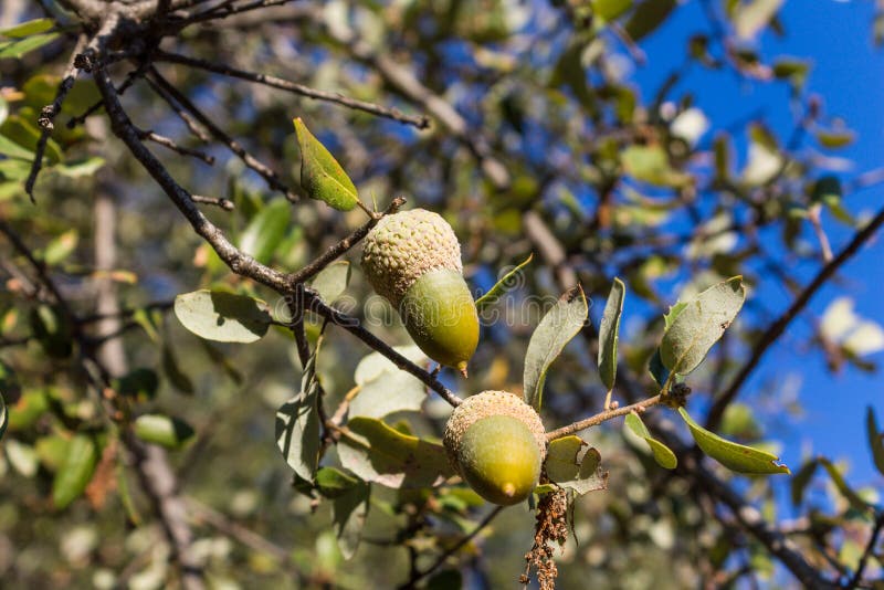 Eichel unter Baumblättern stockfoto. Bild von schönheit - 93100798