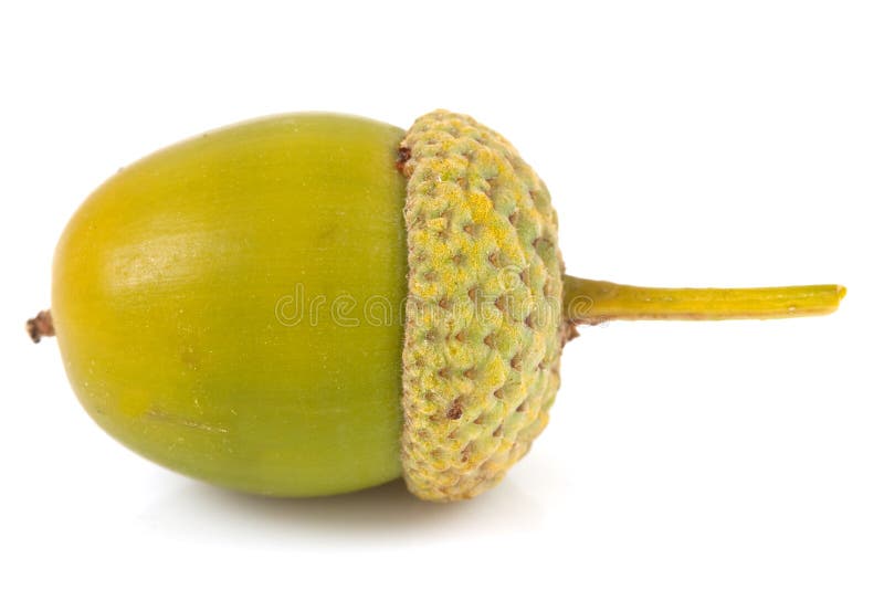Eichel der roten Eiche stockfoto. Bild von seed, baum - 130767084
