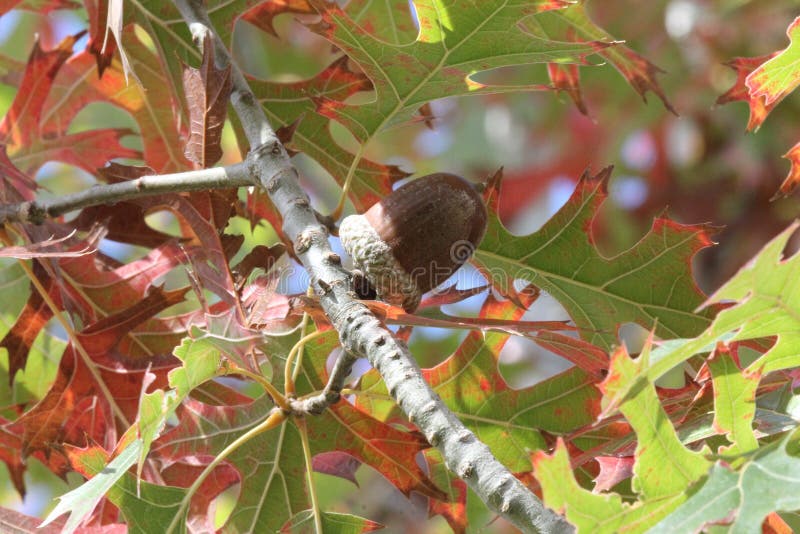 Große Eichel stockfoto. Bild von laub, nahrung, blatt - 16495272