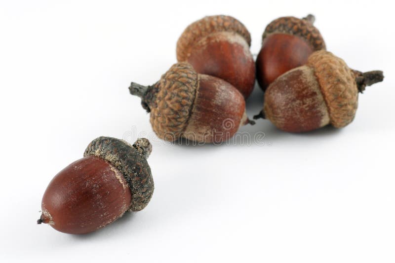 Eichel stockfoto. Bild von park, frucht, herbstlich, schutzkappe - 1598468