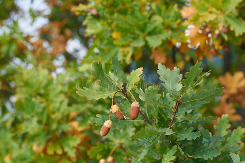 Eichelbaum stockbild. Bild von beschaffenheit, eichel - 11284123