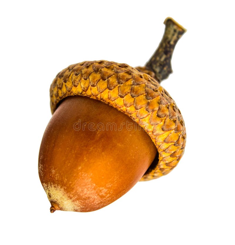 Eicheln Auf Weißem Hintergrund Stockbild - Bild von getreide, getrennt ...