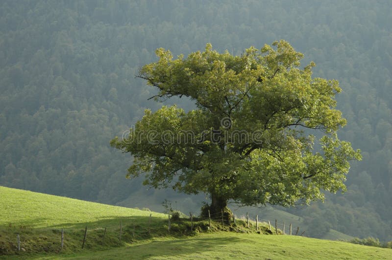 Eichen-Baum stockbild. Bild von eiche, baum, hügel, dauern - 727775