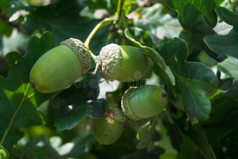 Eicheln Von Einem Eichenbaum Stockbild - Bild von tiefe, makro: 3138127