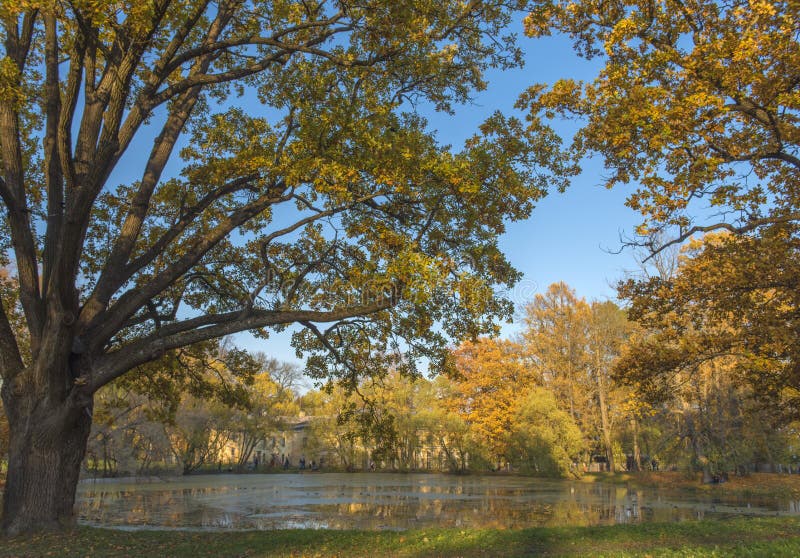 Eichen Im Fall Durch Den Teich Stockfoto - Bild von november, umgebung ...