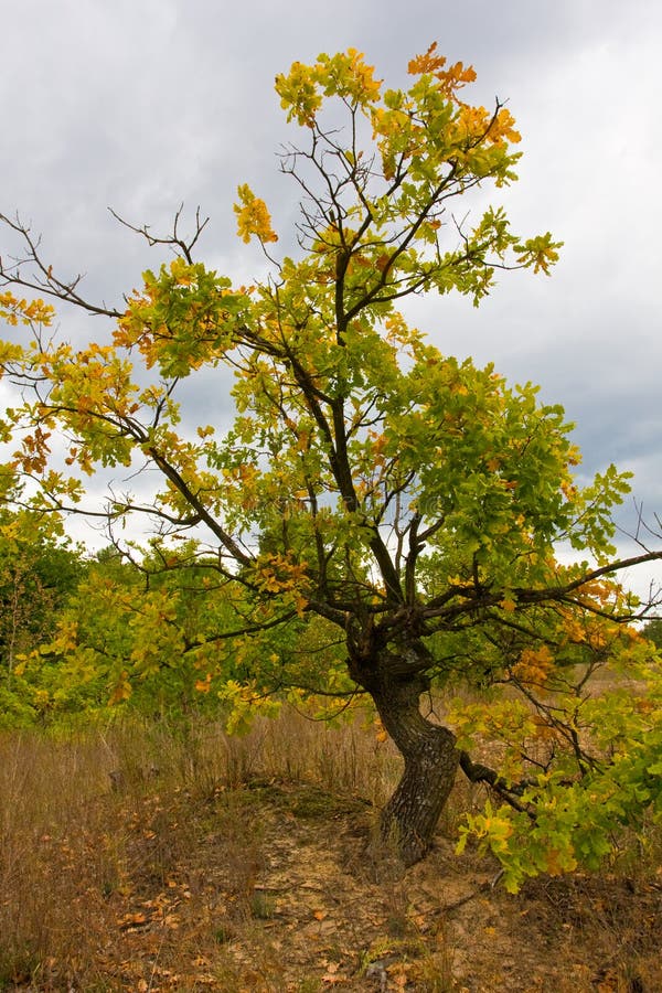 Eichenbaum Im Fall Archivbilder - Abgabe des Download-100 geben Fotos frei