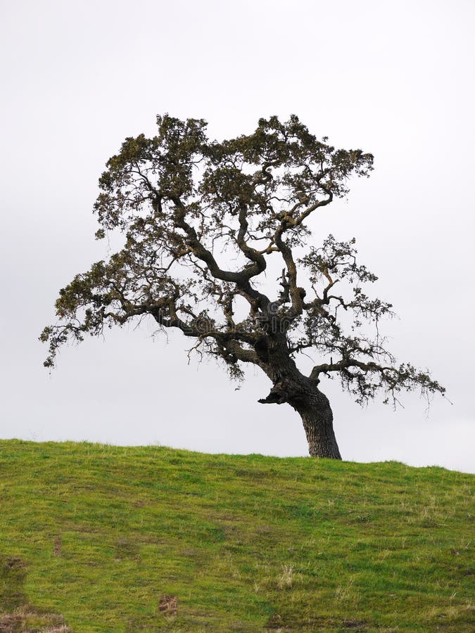 1,960 Eichenbaum Fotos - Kostenlose und Royalty-Free Stock-Fotos von ...