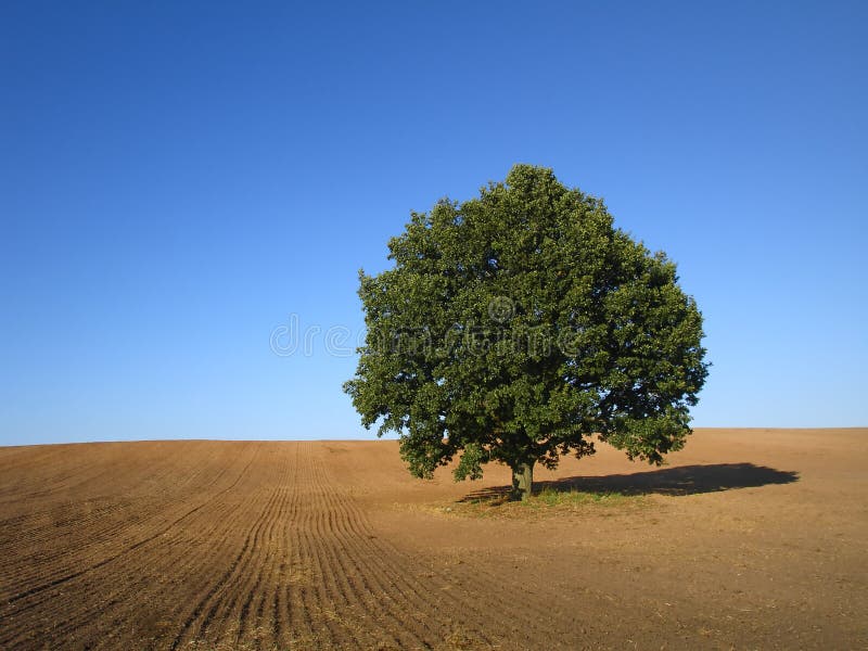 Eichenbaum stockfoto. Bild von stärke, landschafts, landschaft - 12151548