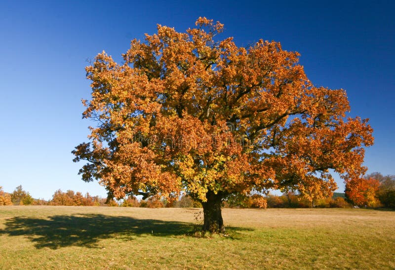 Fotos - Kostenlose und Royalty-Free Stock-Fotos von Dreamstime