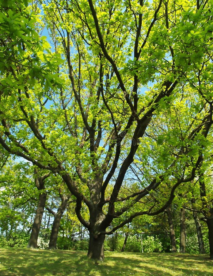 1,976 Eichenbaum Fotos - Kostenlose und Royalty-Free Stock-Fotos von ...