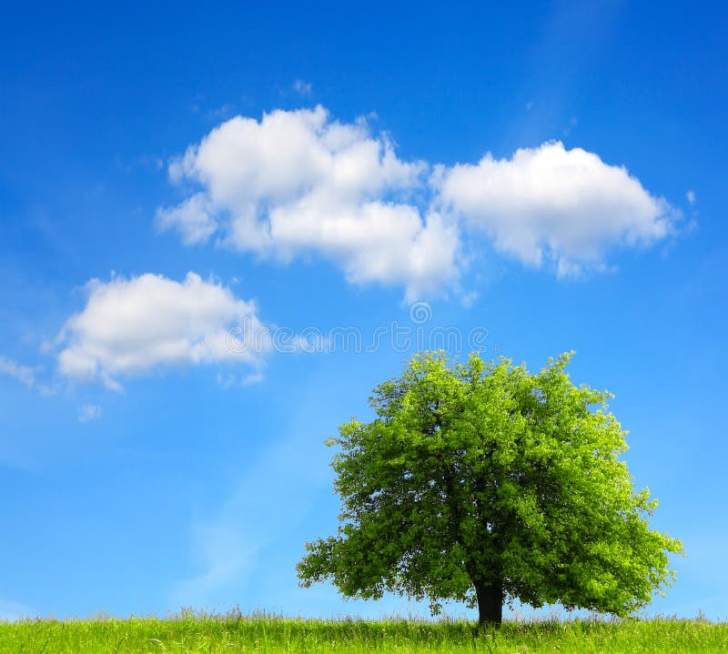 Eichenbaum stockbild. Bild von hell, wiese, panorama - 20192051