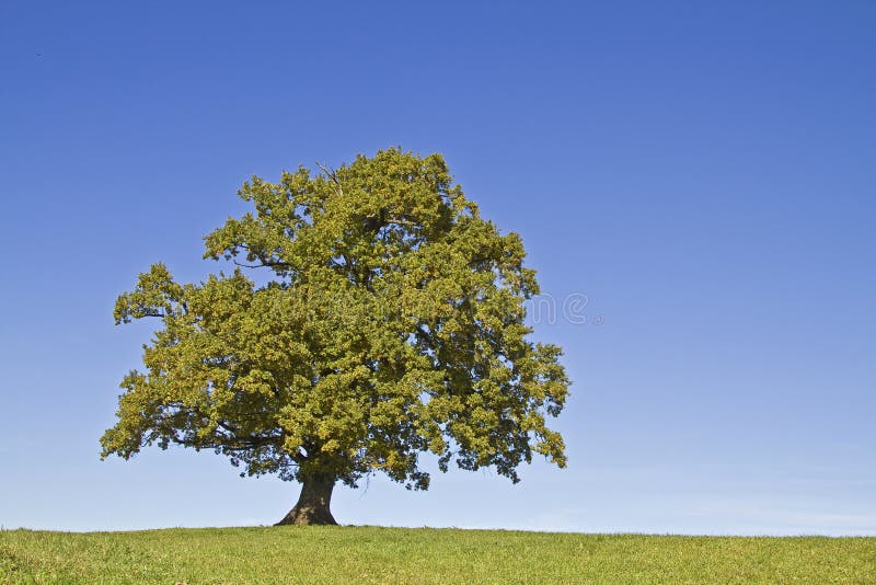 Eichenbaum stockfoto. Bild von wolkenlos, krone, sommer - 22042018
