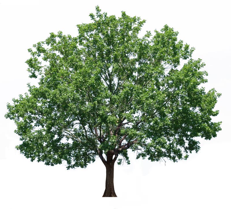 Eichenbaum stockbild. Bild von holz, nave, eiche, zweig - 22232815