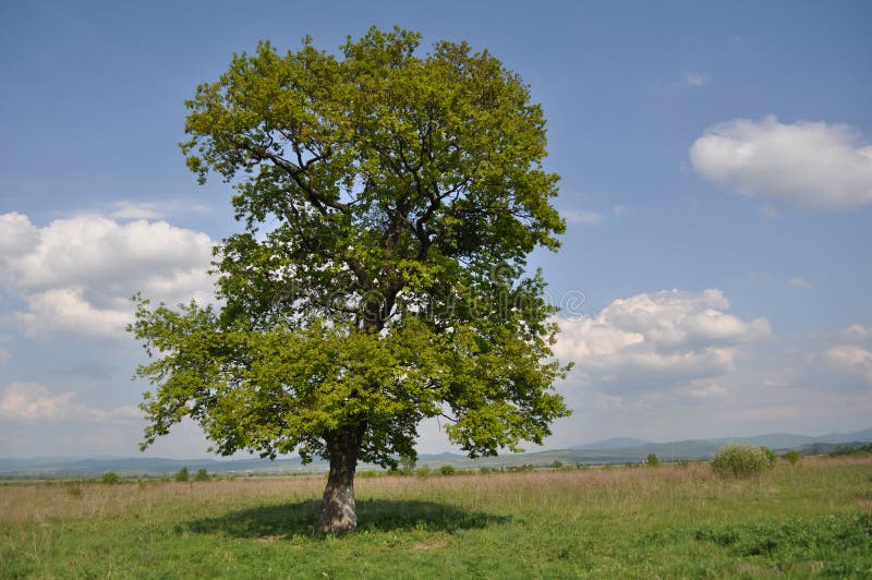 Eichen-Baum, Symbol Der Stärke Stockfoto - Bild von hintergrund ...
