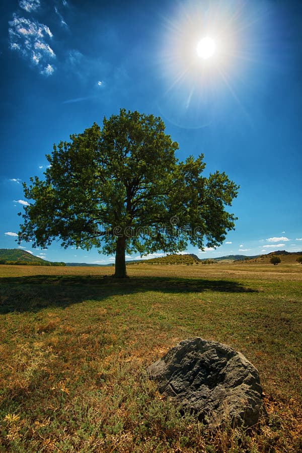 Eichenbaum stockbild. Bild von blatt, lokalisierung, laub - 26757903