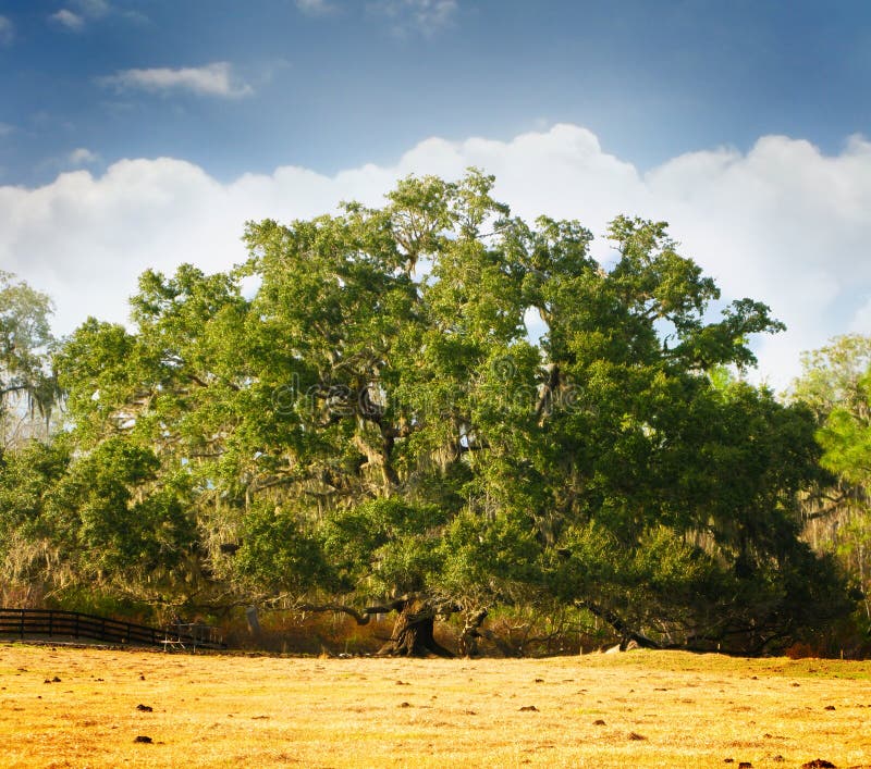 Eichenbaum stockbild. Bild von malerisch, gräser, sommer - 9572071