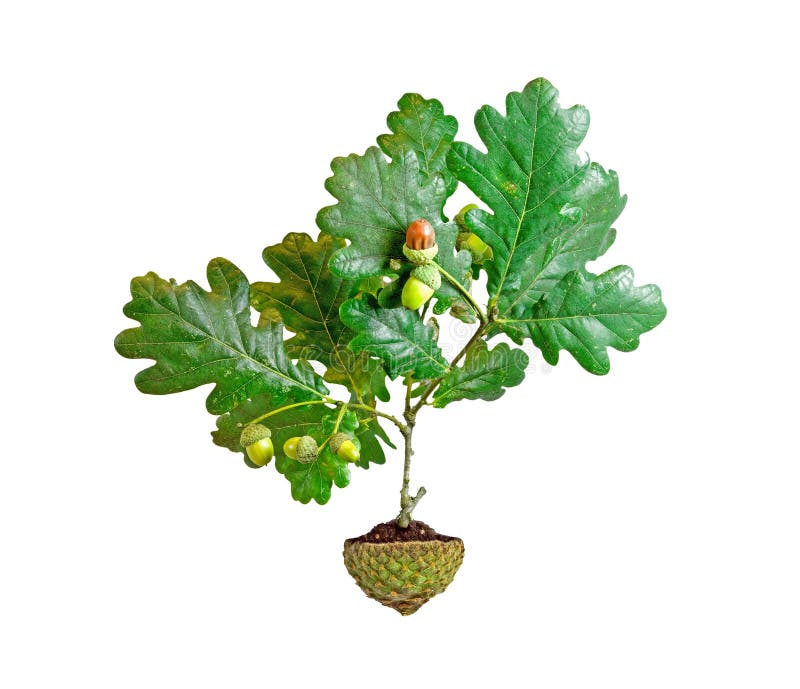 Eiche Wächst Aus Erde in Einer Eichelschale Stockfoto - Bild von umwelt ...