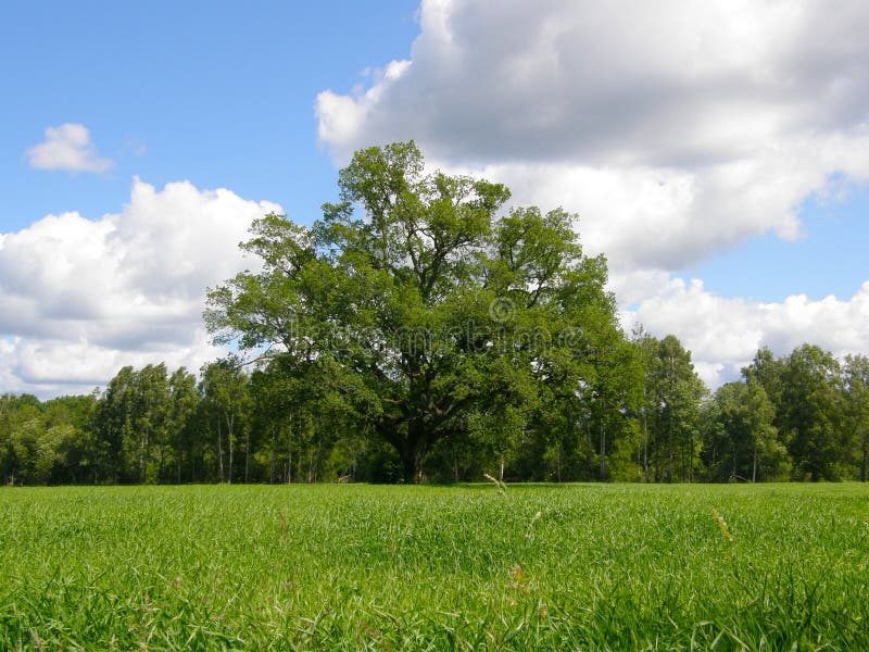 Eichenbaum in der Wiese stockfoto. Bild von weide, frech - 16737268