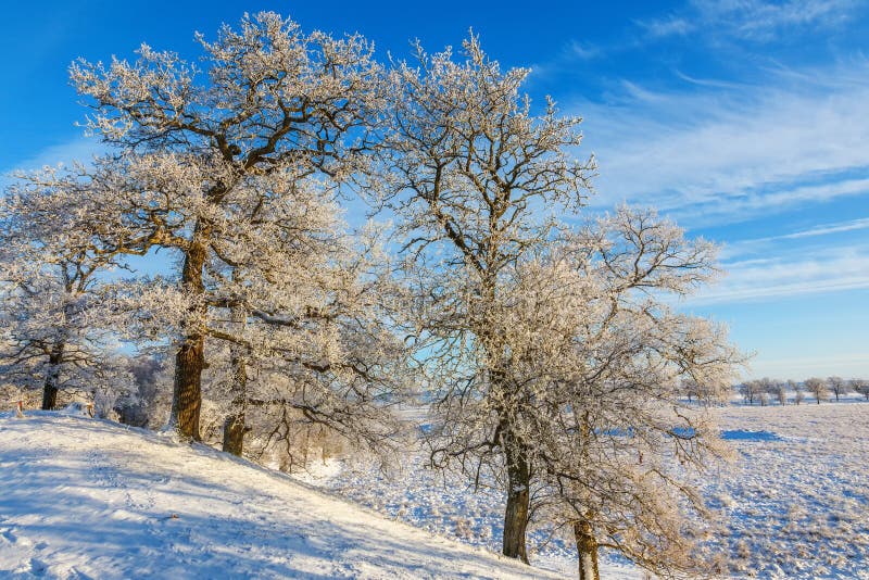Winter-Eichen-Baum-Landschaft Stockbild - Bild von bauholz ...