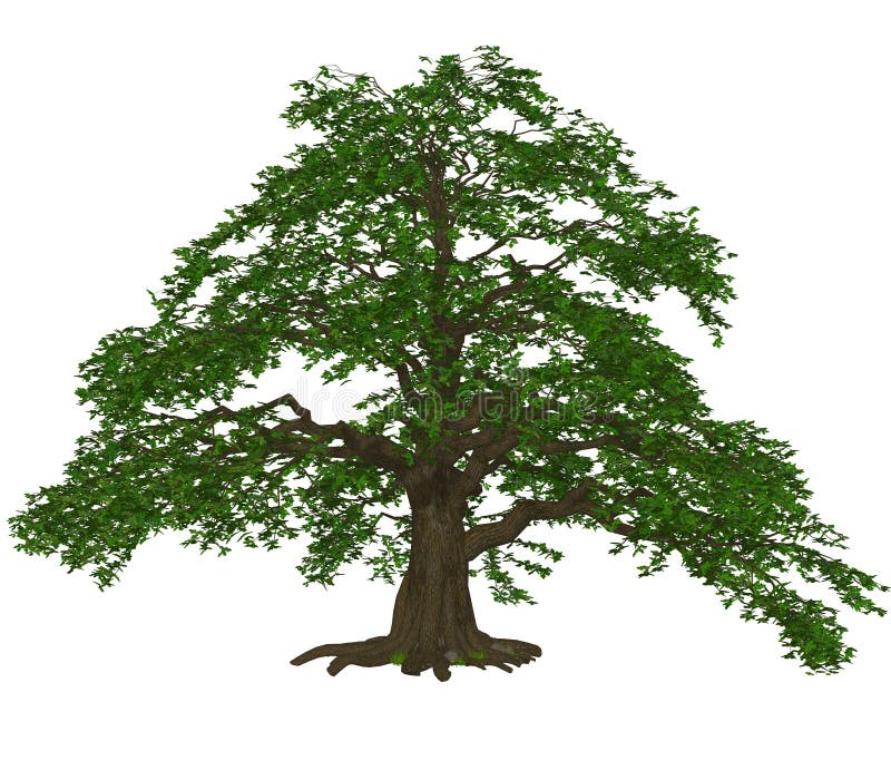 Eichenbaum Sommer Stock Illustrationen, Vektors, & Klipart – (46 Stock ...