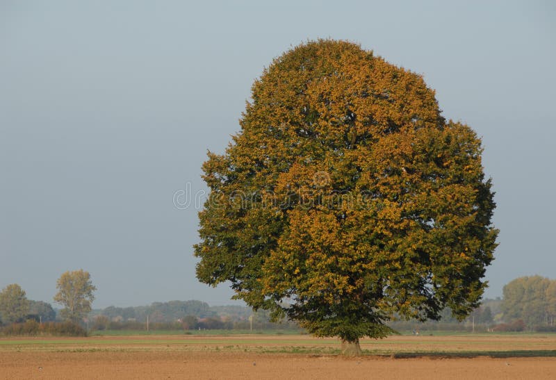 Eichenbaum im Herbst stockfoto. Bild von zweig, herbst - 17303788