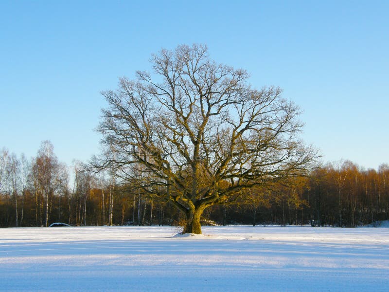 Eichenbaum im Winter stockfoto. Bild von holz, winter - 17684788