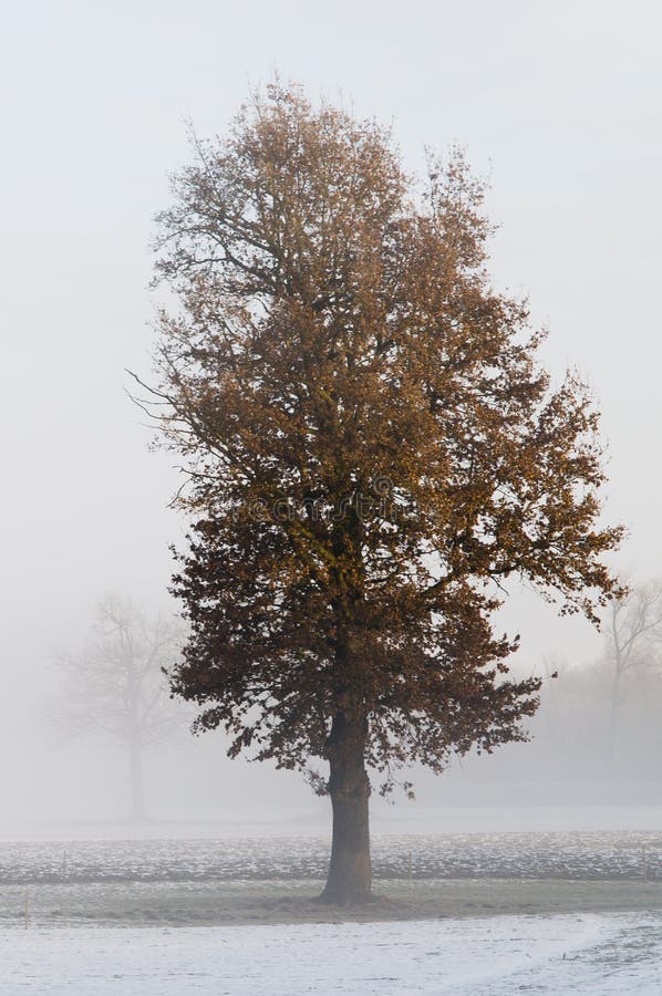 Eichen-Baum im Winter stockbild. Bild von hintergrund - 8110869