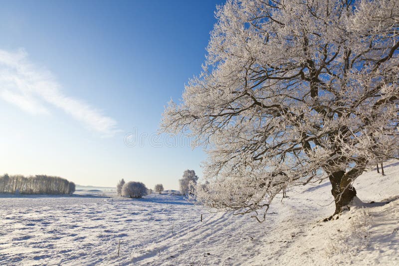 Eichenbaum im Winter stockfoto. Bild von wachstum, gras - 6339718