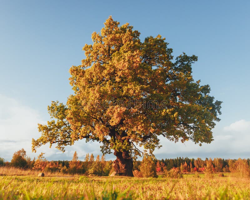 1,919 Eichenbaum Fotos - Kostenlose und Royalty-Free Stock-Fotos von ...