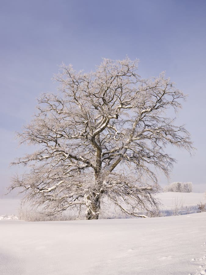 Enorme Einzelne Eiche Im Winterschnee Stockfoto - Bild von alter ...
