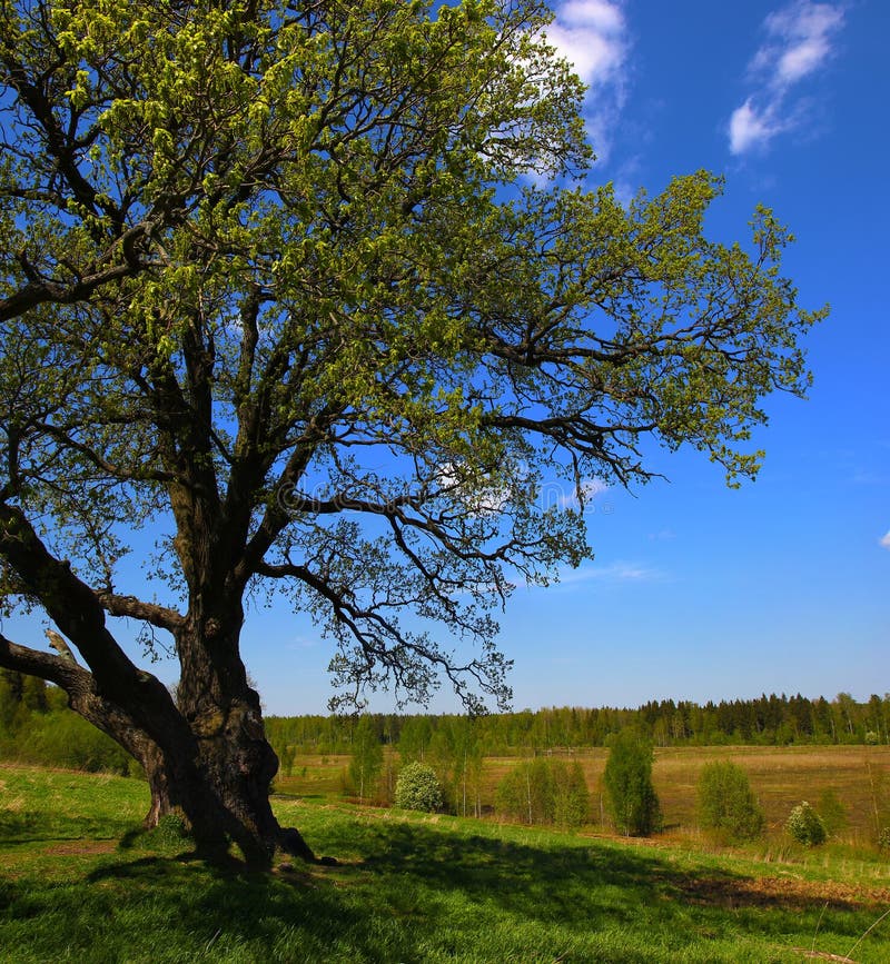 Eichenbaum stockbild. Bild von eichenbaum - 14696105