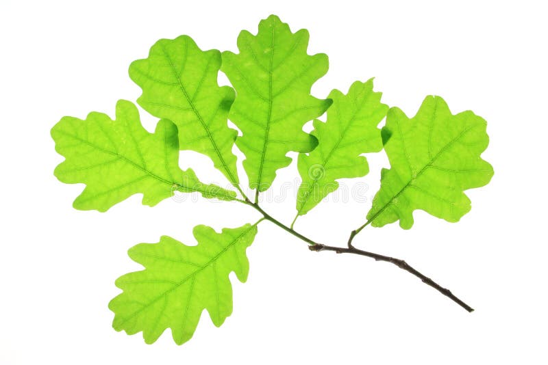 Eichenblätter stockbild. Bild von negativ, hintergrund - 35205647